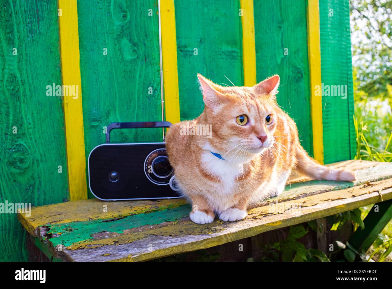 Alamypets hi-res stock photography and images - Alamy