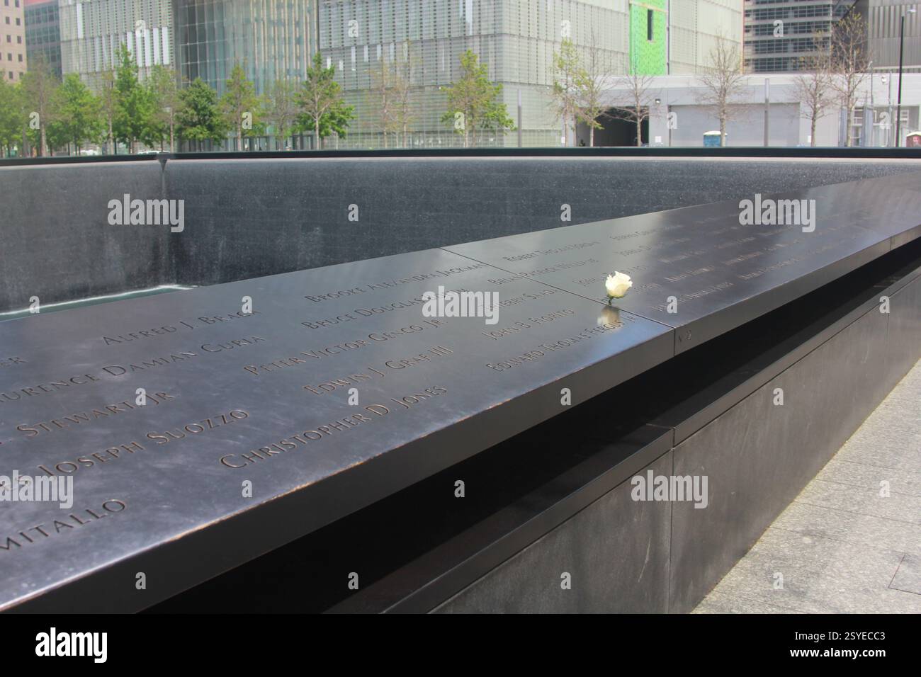 A white rose at the 9/11 Memorial Fountain in New York City stands as a ...