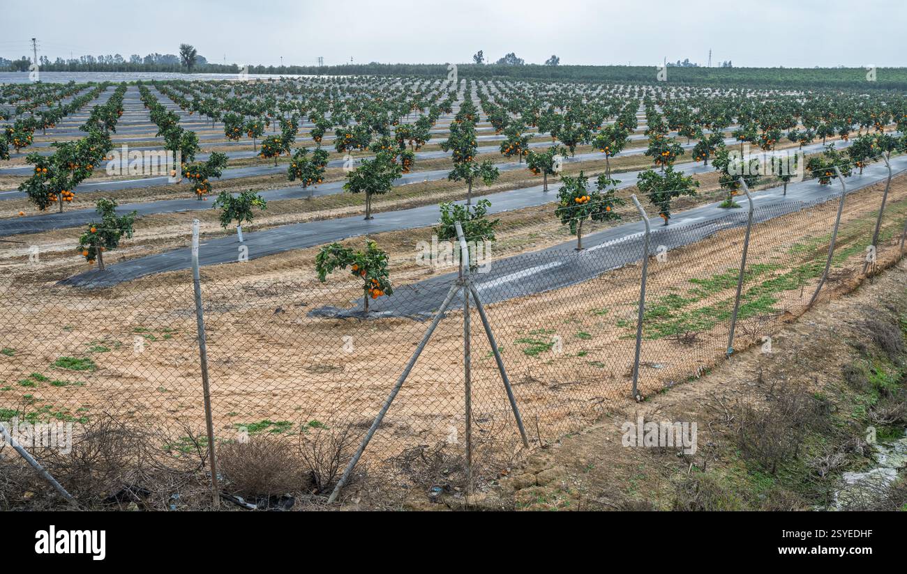 Orange tree plantation with plastic mulch in Aznalcazar, a town in ...