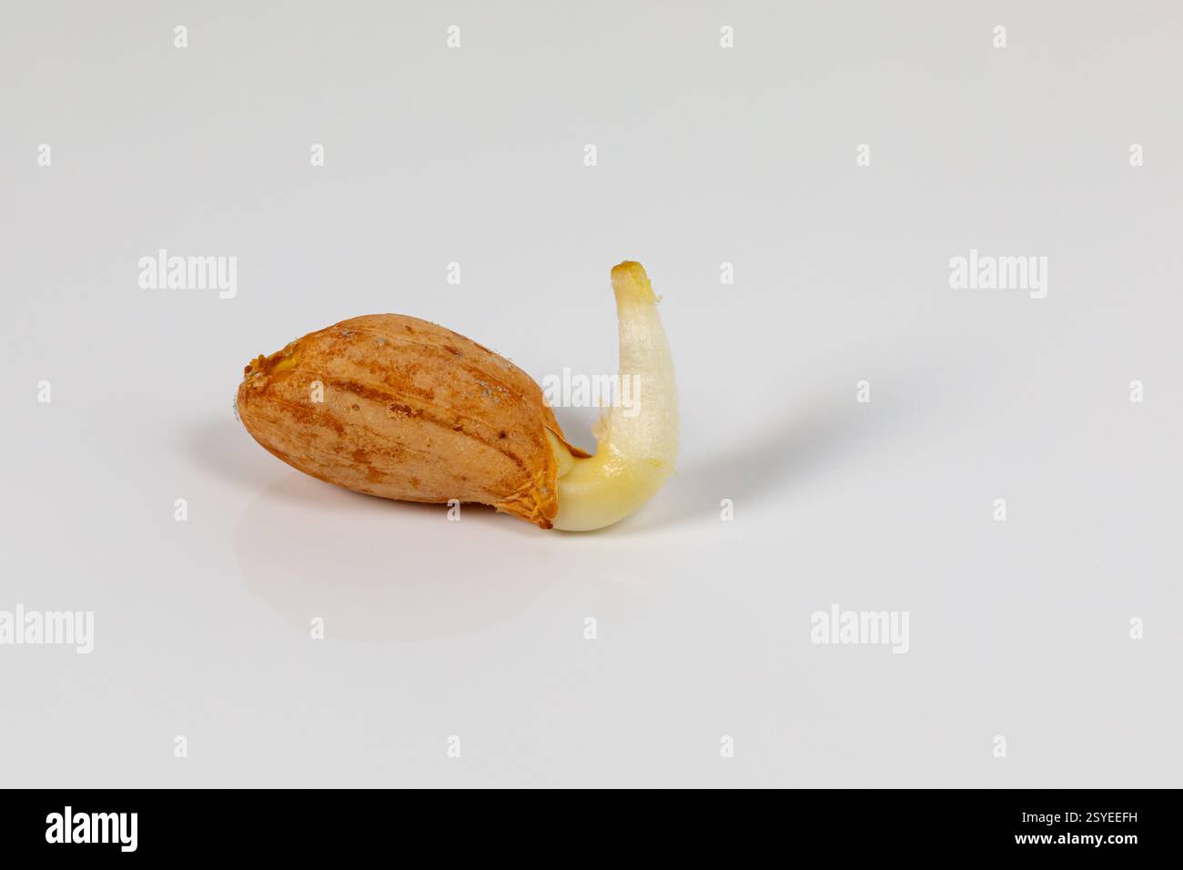 Closeup of peanut seed germination isolated on white background ...