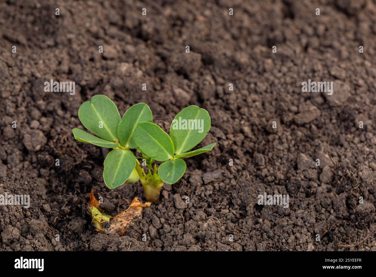 Peanut plant emerging in field. Peanut farming, peanut oil and ...