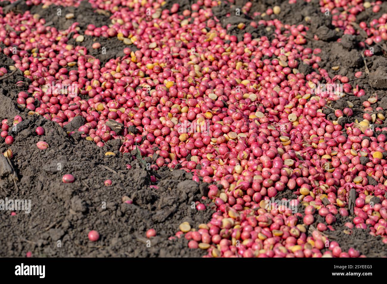 Treated soybean seed spilled in field. Planting season, agriculture ...