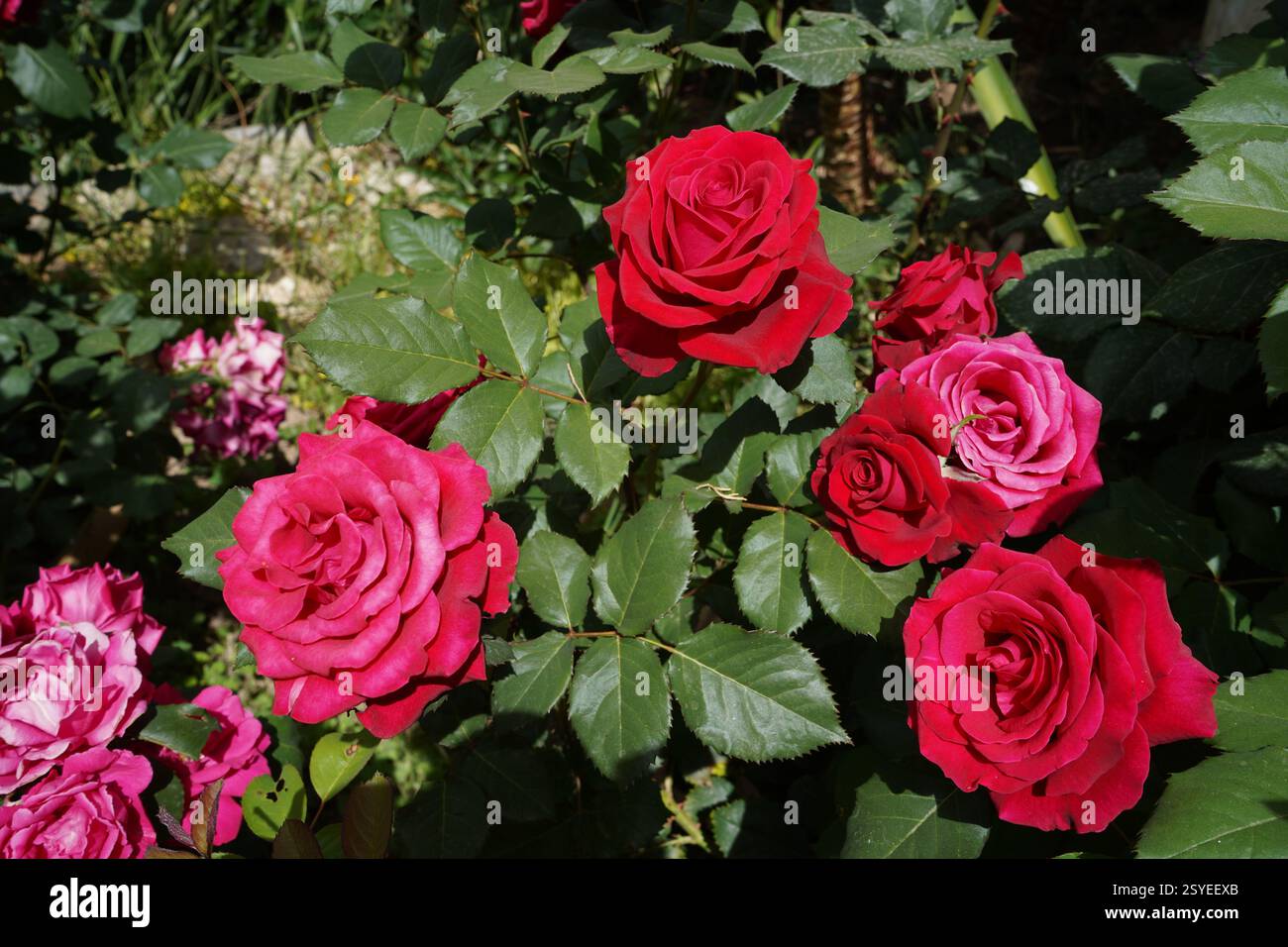 Red and pink roses in the garden of the Monastery of Saint Panteleimon ...