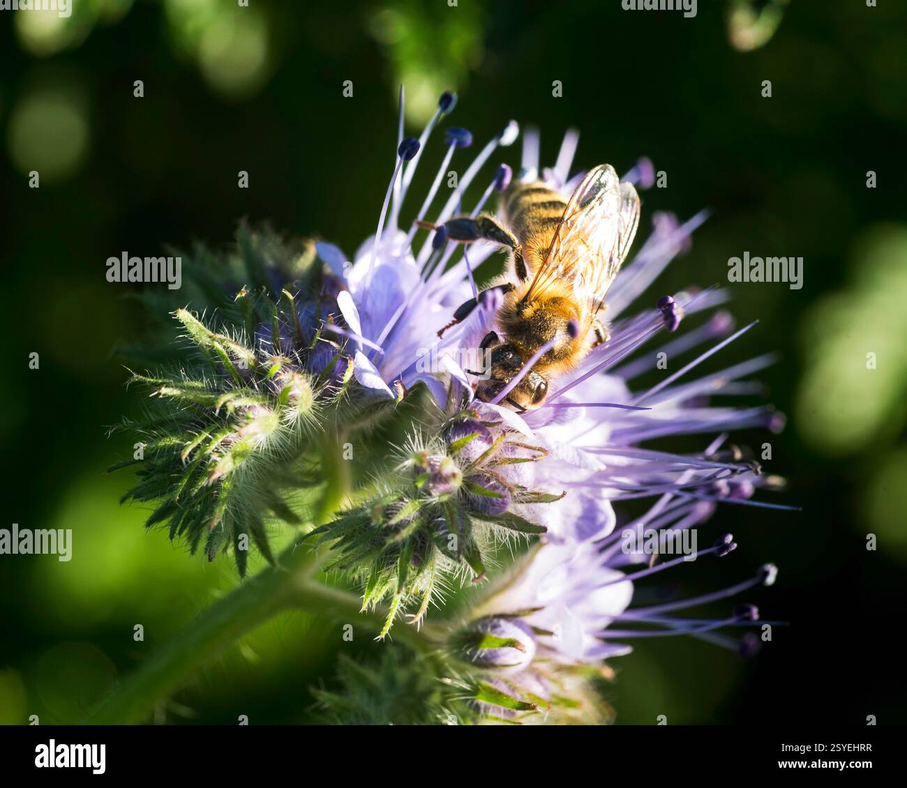 Bee on a Purple Flower – Nature's Pollinator in Focus Stock Photo - Alamy