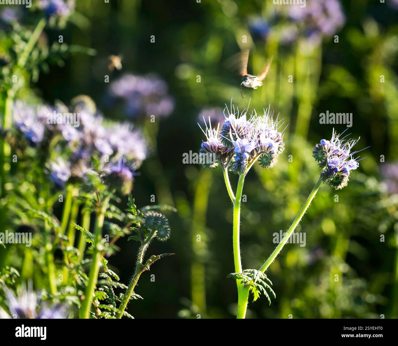 Bee on a Purple Flower – Nature's Pollinator in Focus Stock Photo - Alamy