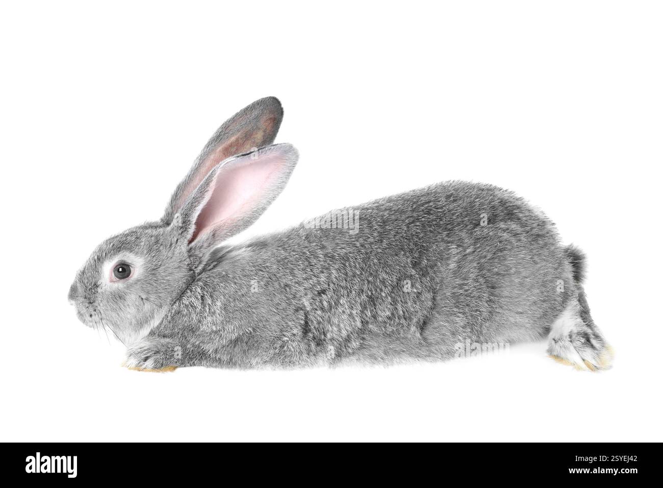 Fluffy grey rabbit on white background. Cute pet Stock Photo - Alamy