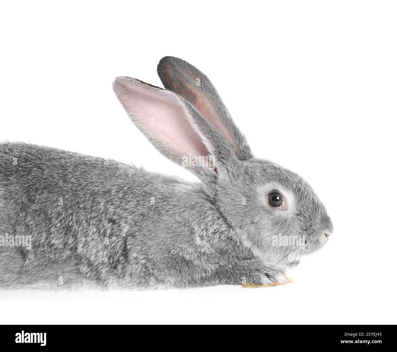 Fluffy grey rabbit on white background. Cute pet Stock Photo - Alamy