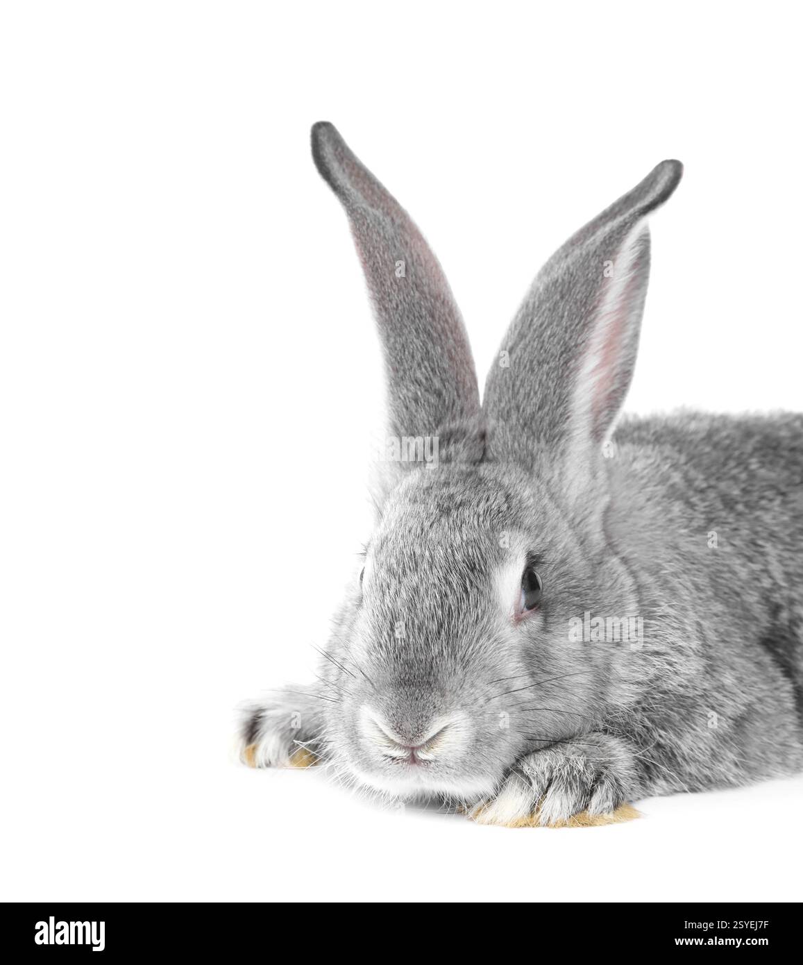 Fluffy grey rabbit on white background. Cute pet Stock Photo - Alamy