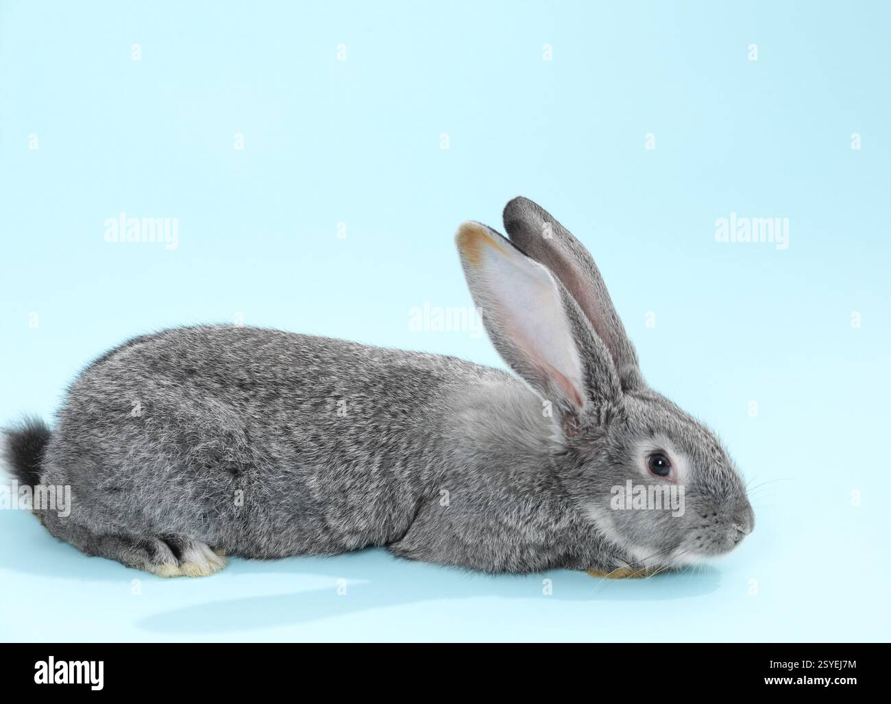 Fluffy grey rabbit on light blue background Stock Photo - Alamy