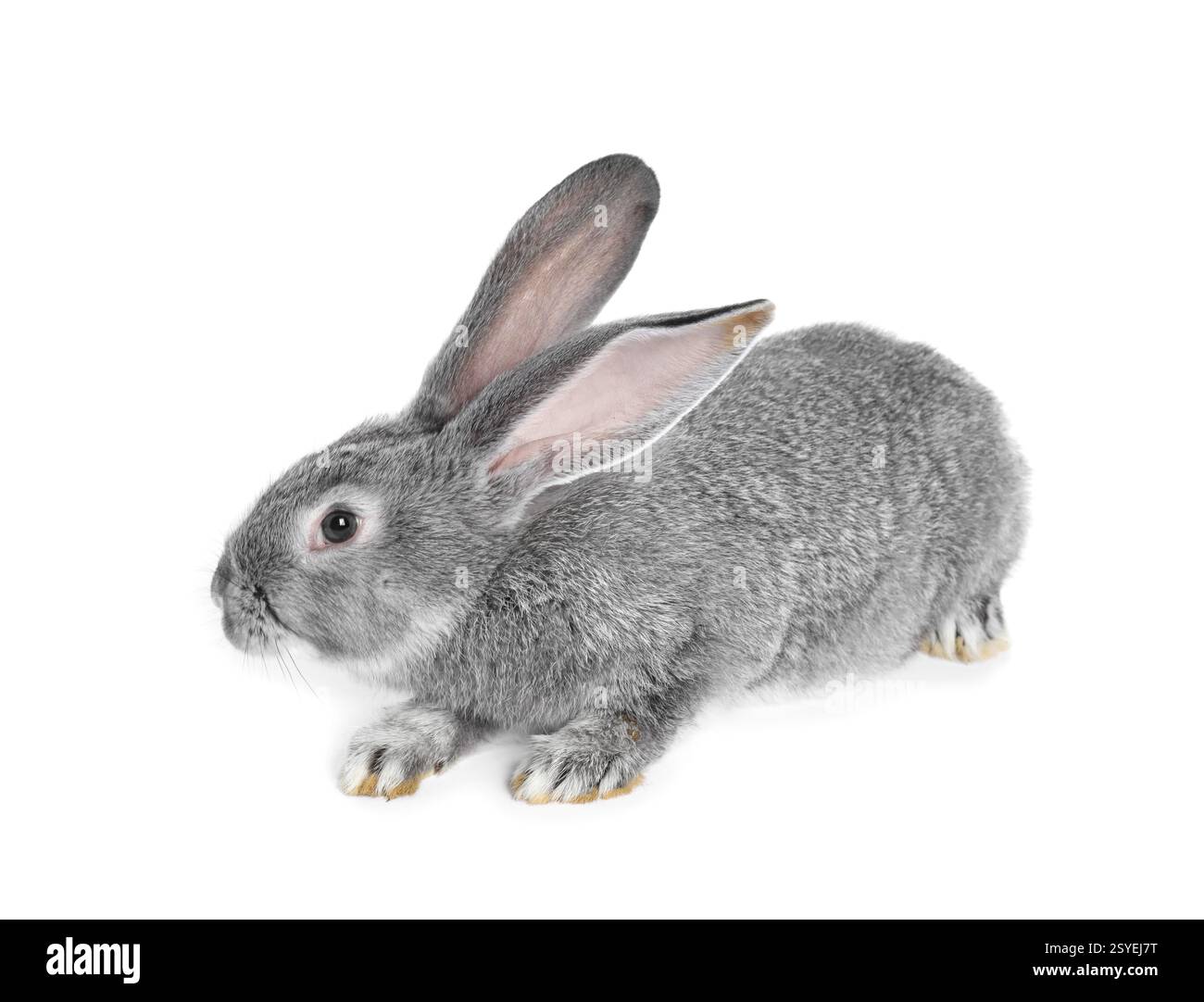 Fluffy grey rabbit on white background. Cute pet Stock Photo - Alamy
