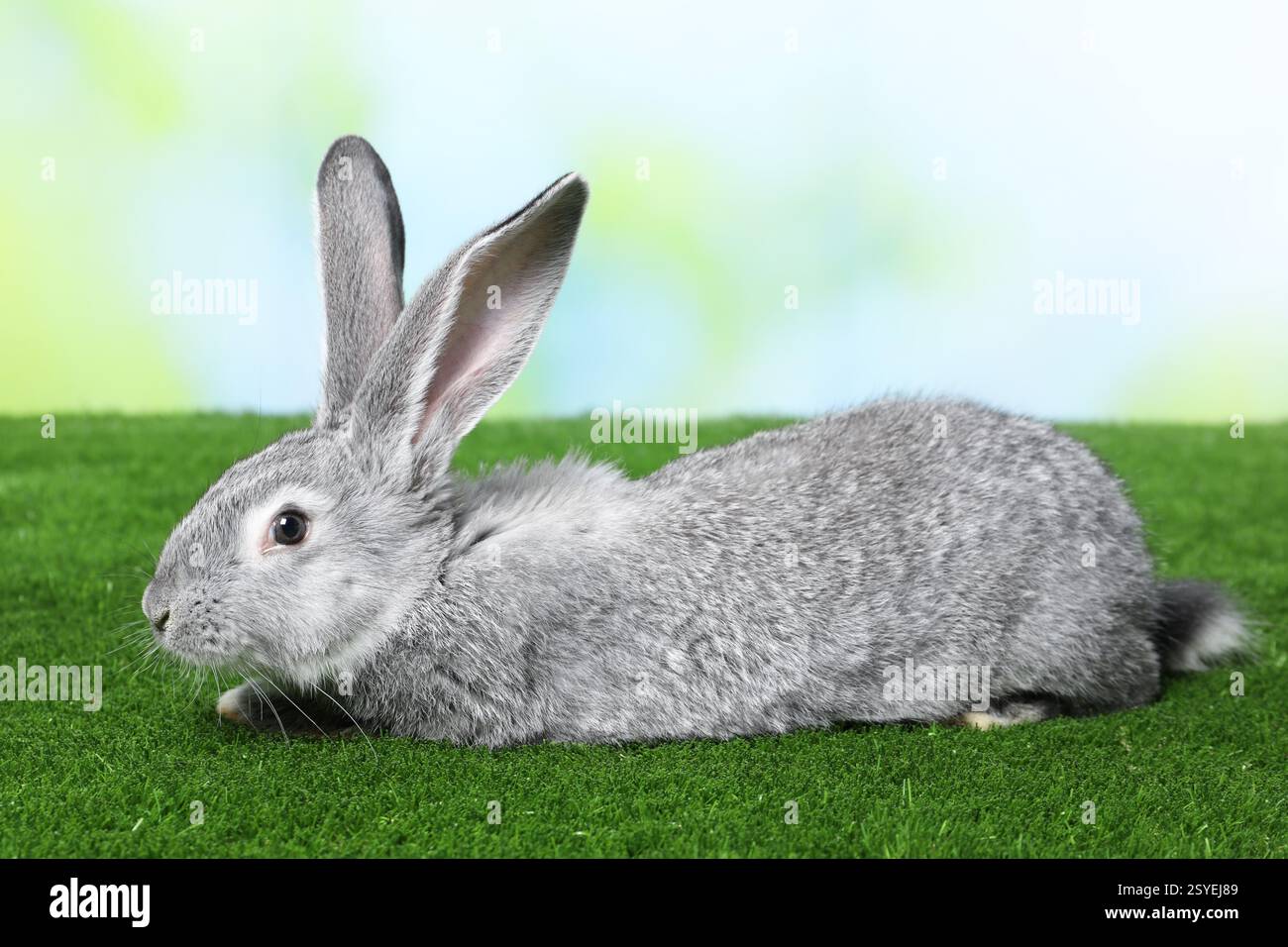 Grey fluffy tail hi-res stock photography and images - Alamy