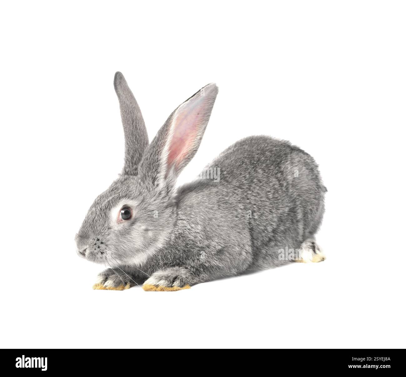 Fluffy grey rabbit on white background. Cute pet Stock Photo - Alamy