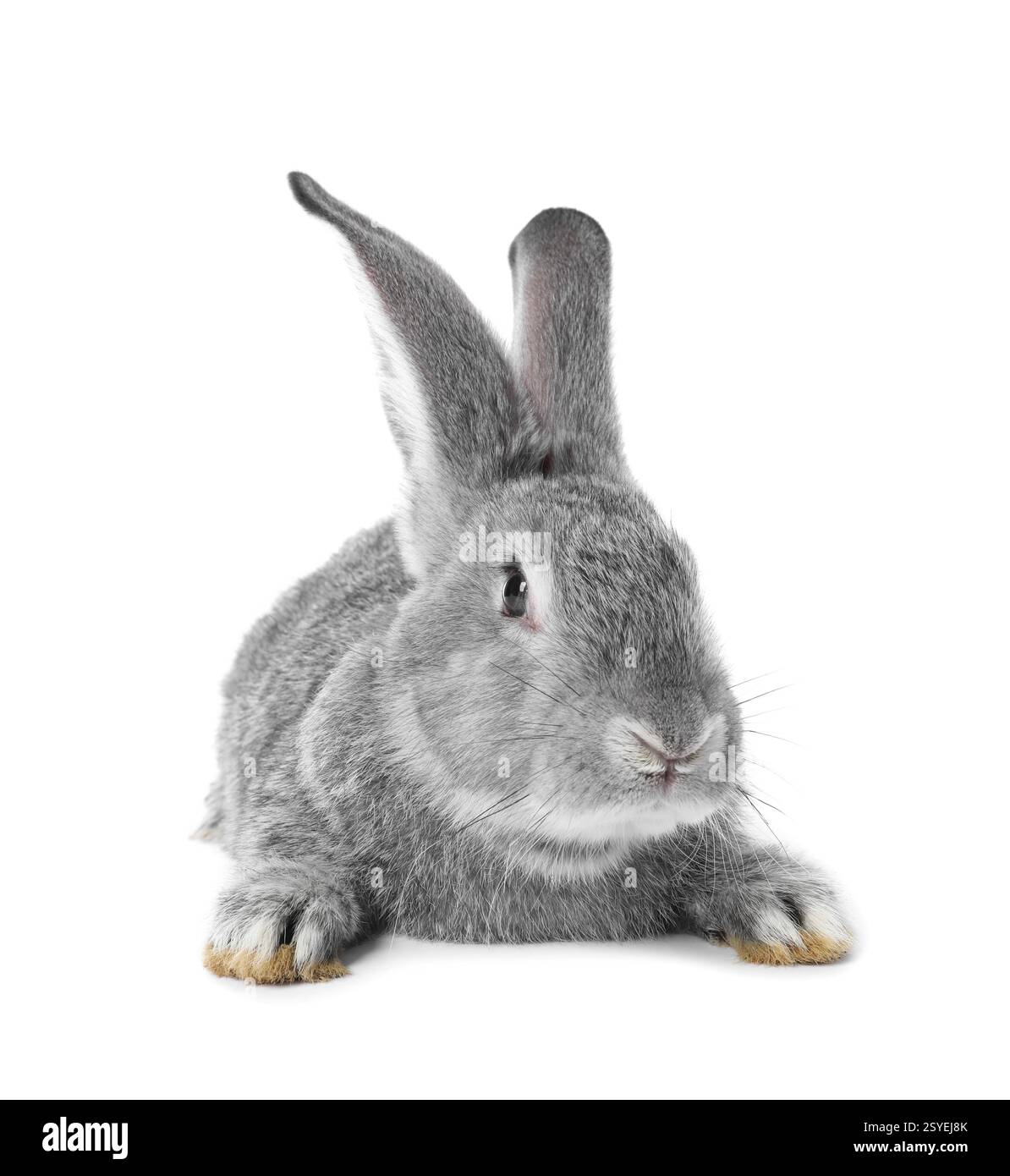 Fluffy grey rabbit on white background. Cute pet Stock Photo - Alamy