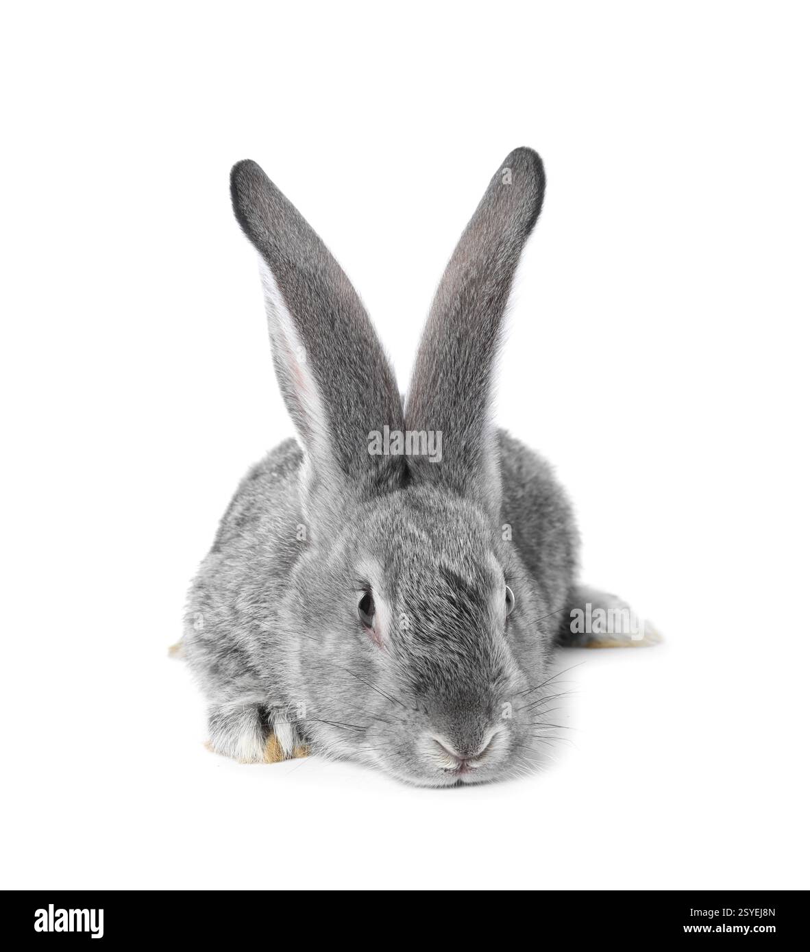Fluffy grey rabbit on white background. Cute pet Stock Photo - Alamy