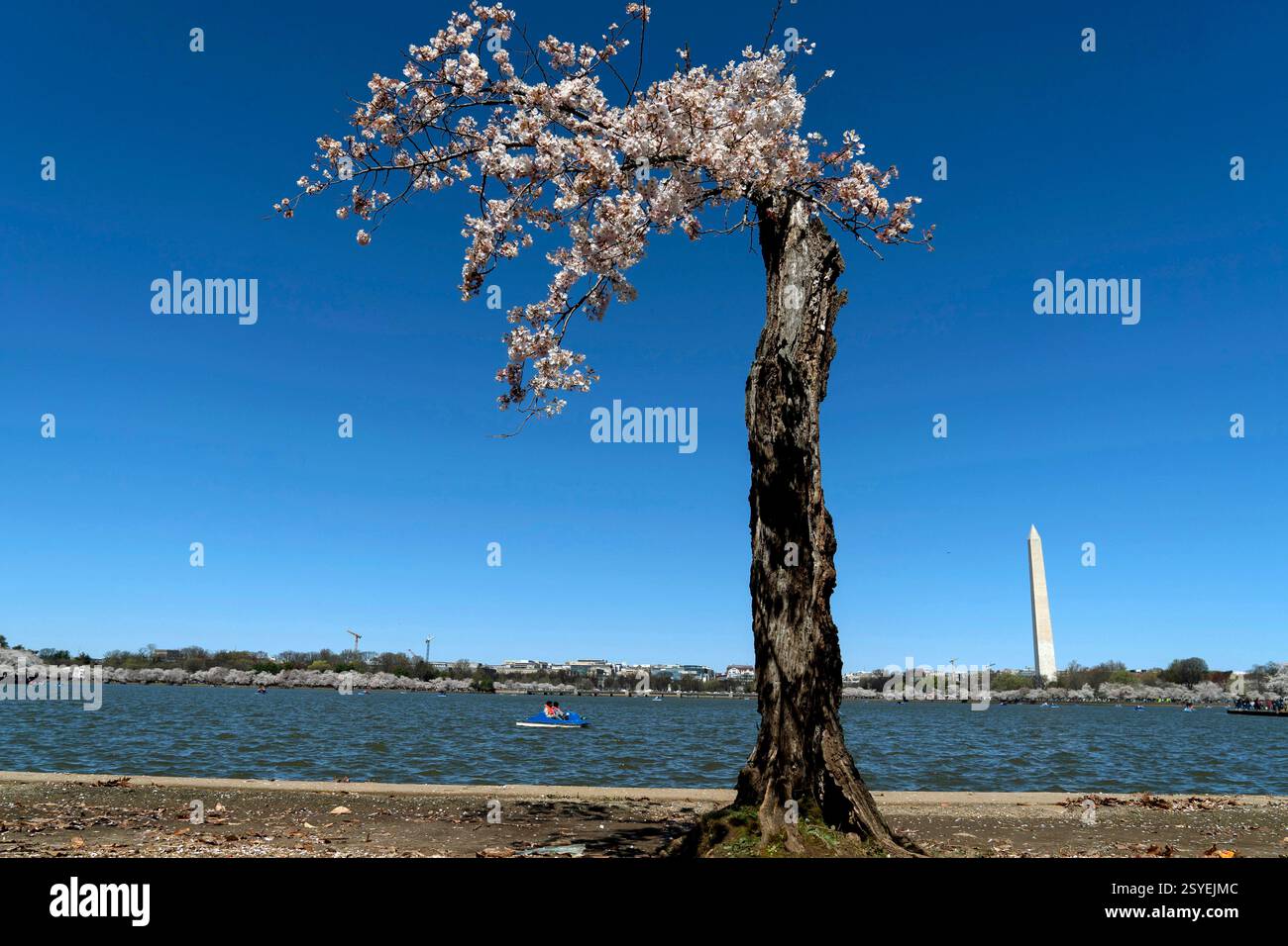 FILE - With the Washington Monument in the background, "Stumpy," the ...