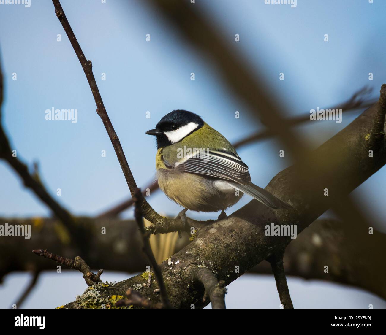 Tiny birds in tree hi-res stock photography and images - Alamy