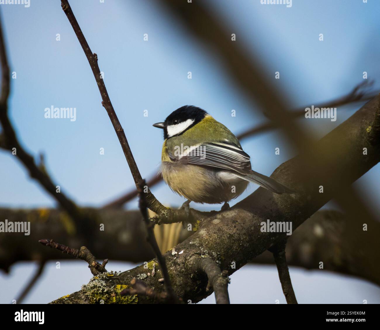 Wild birds on small hi-res stock photography and images - Alamy