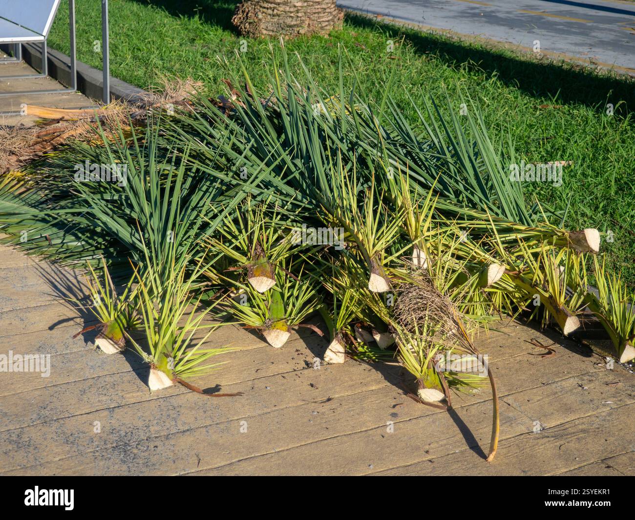 Seasonal work. Cut leaves. Palm tree trimming. Preparation for winter ...