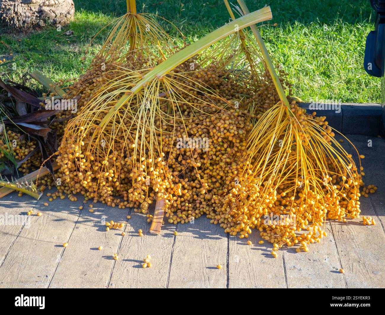 Cut berries from Butia palm. Edible berries. Palm fruits. Botany ...