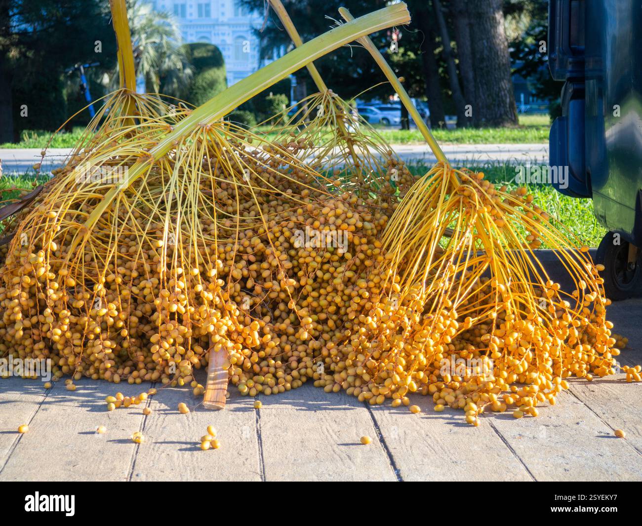 Cut berries from Butia palm. Edible berries. Palm fruits. Botany ...
