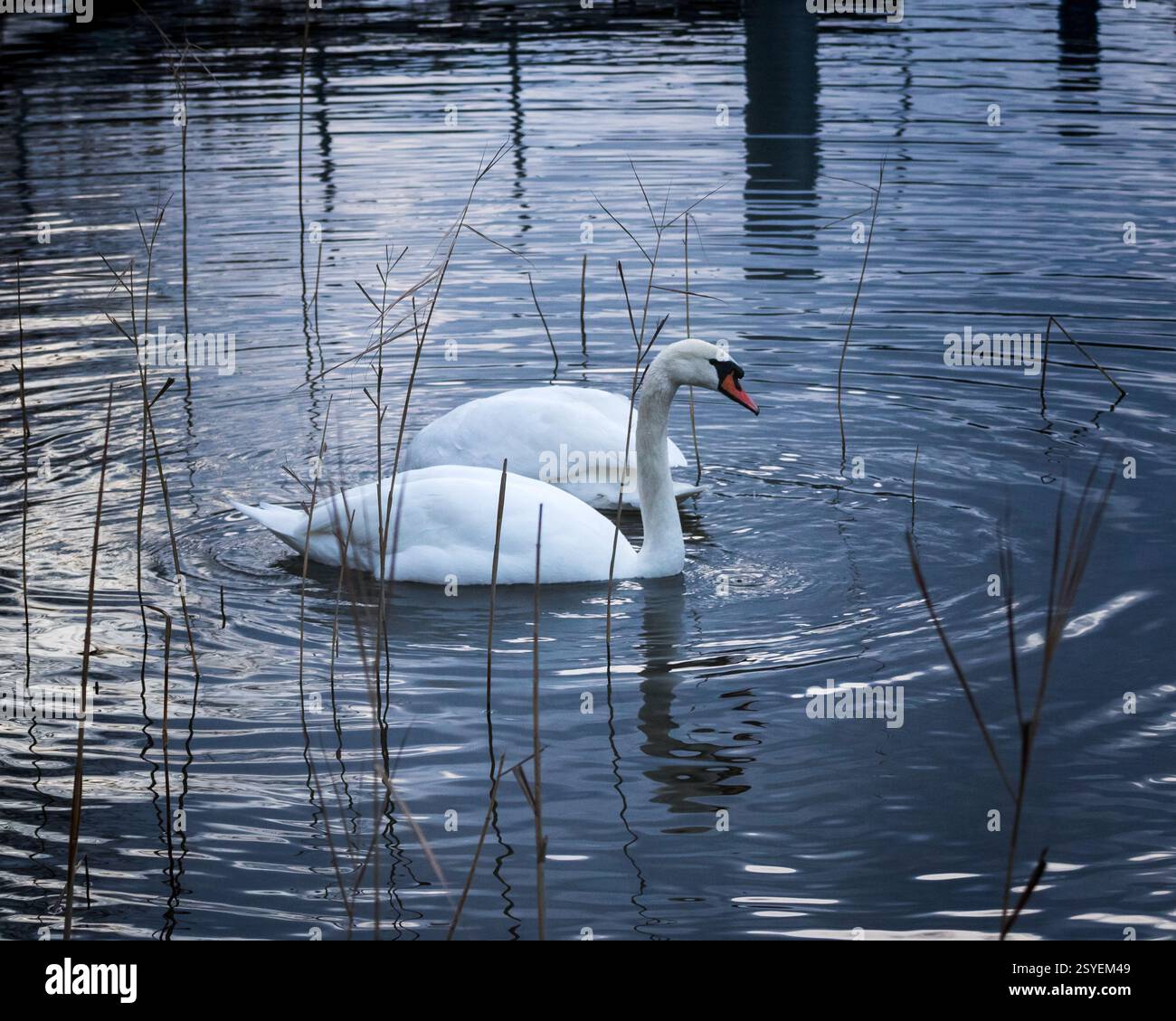 Moody Atmosphere at Lake Hallwil Stock Photo - Alamy