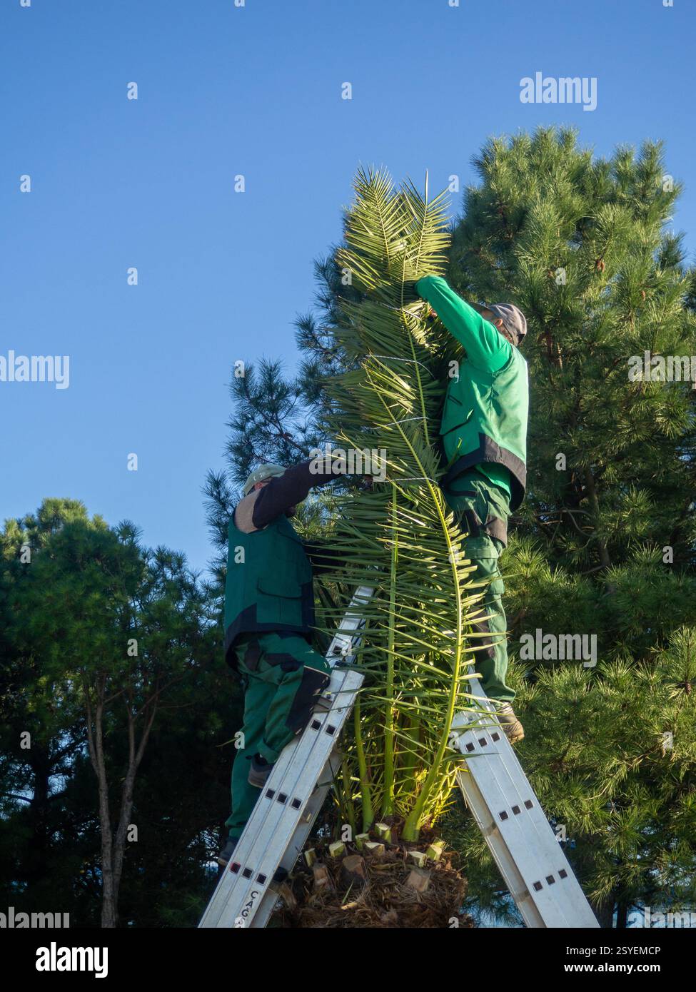 Seasonal work. Gardeners tie up the leaves of the Butia palm. Pruning ...