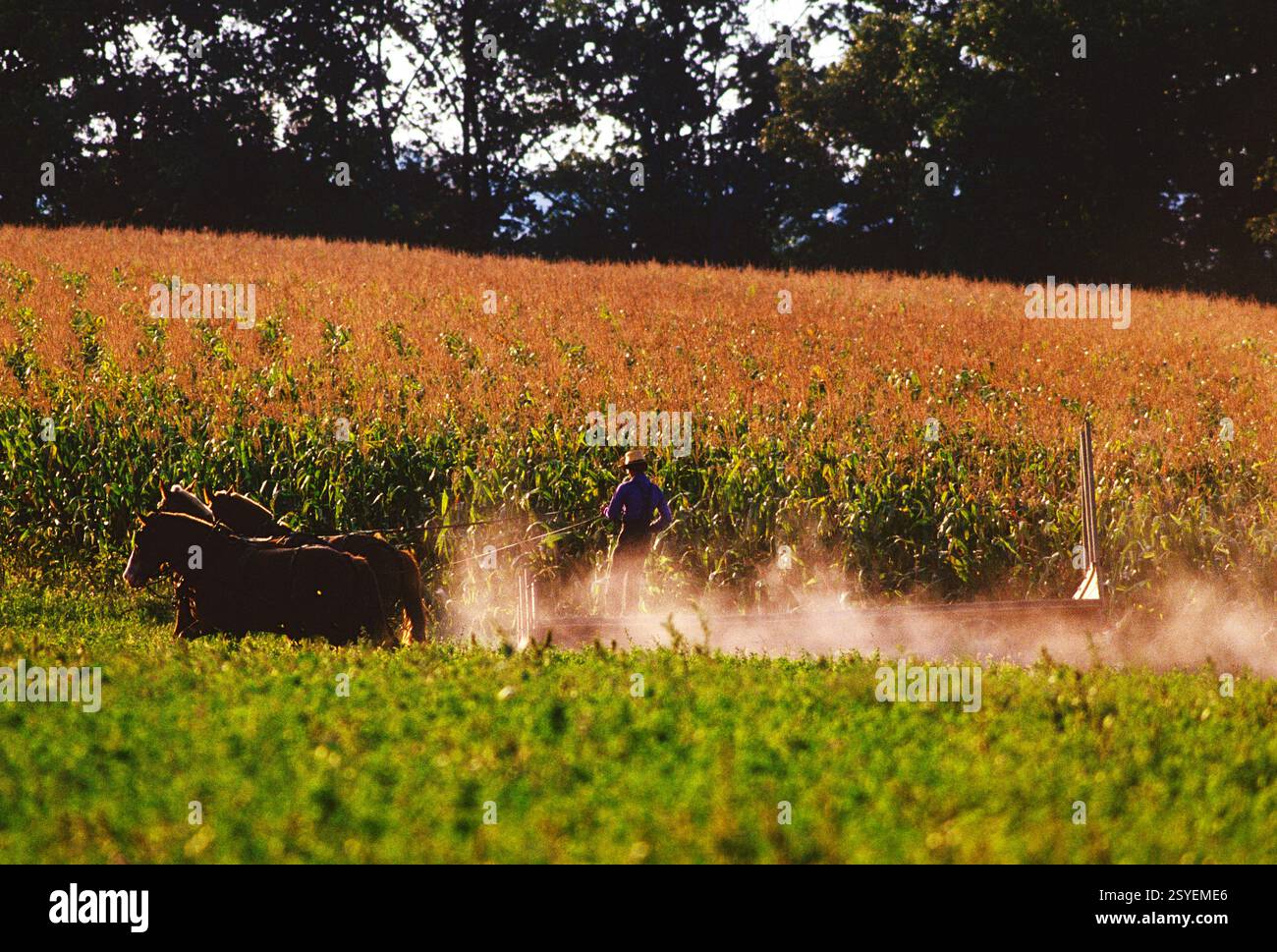 Horse & mule drawn farm wagons are used by the Amish to harvest hay ...