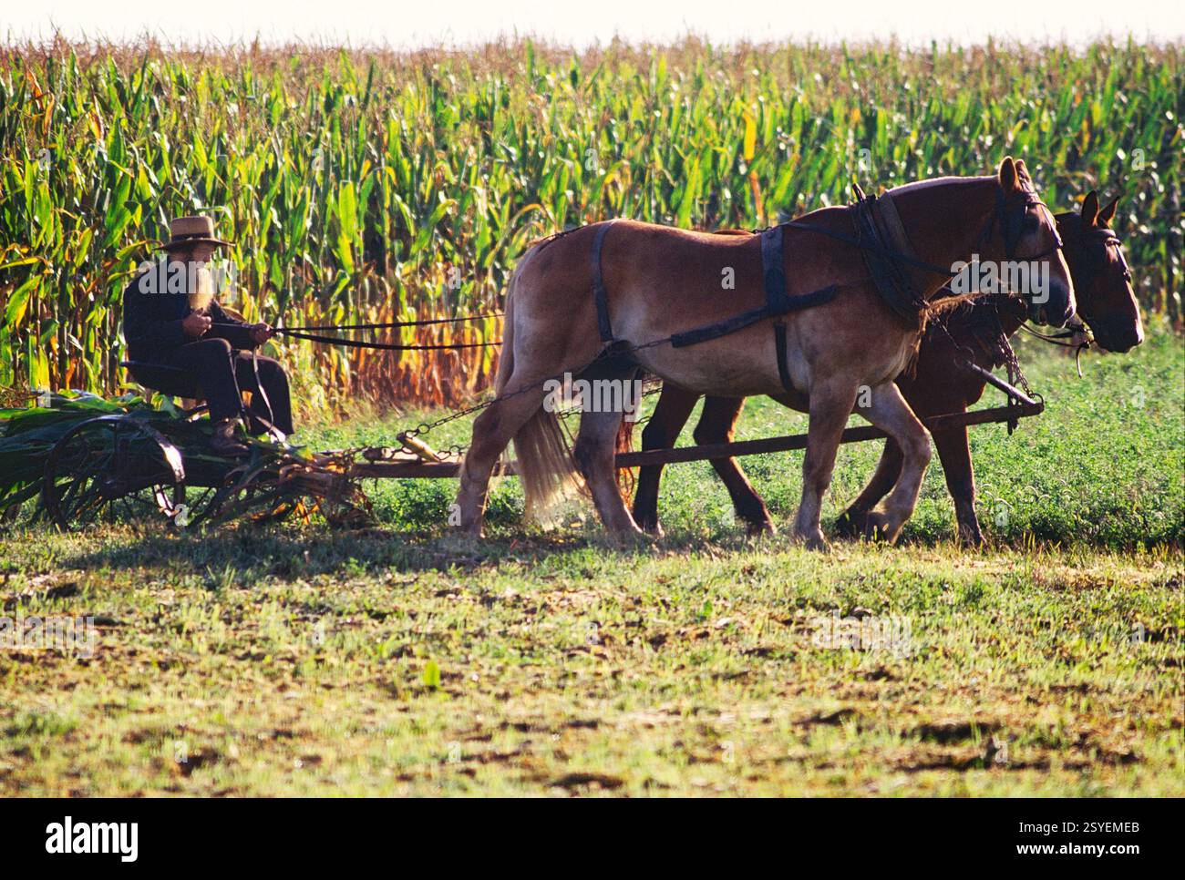 Horse & mule drawn farm wagons are used by the Amish to harvest hay ...