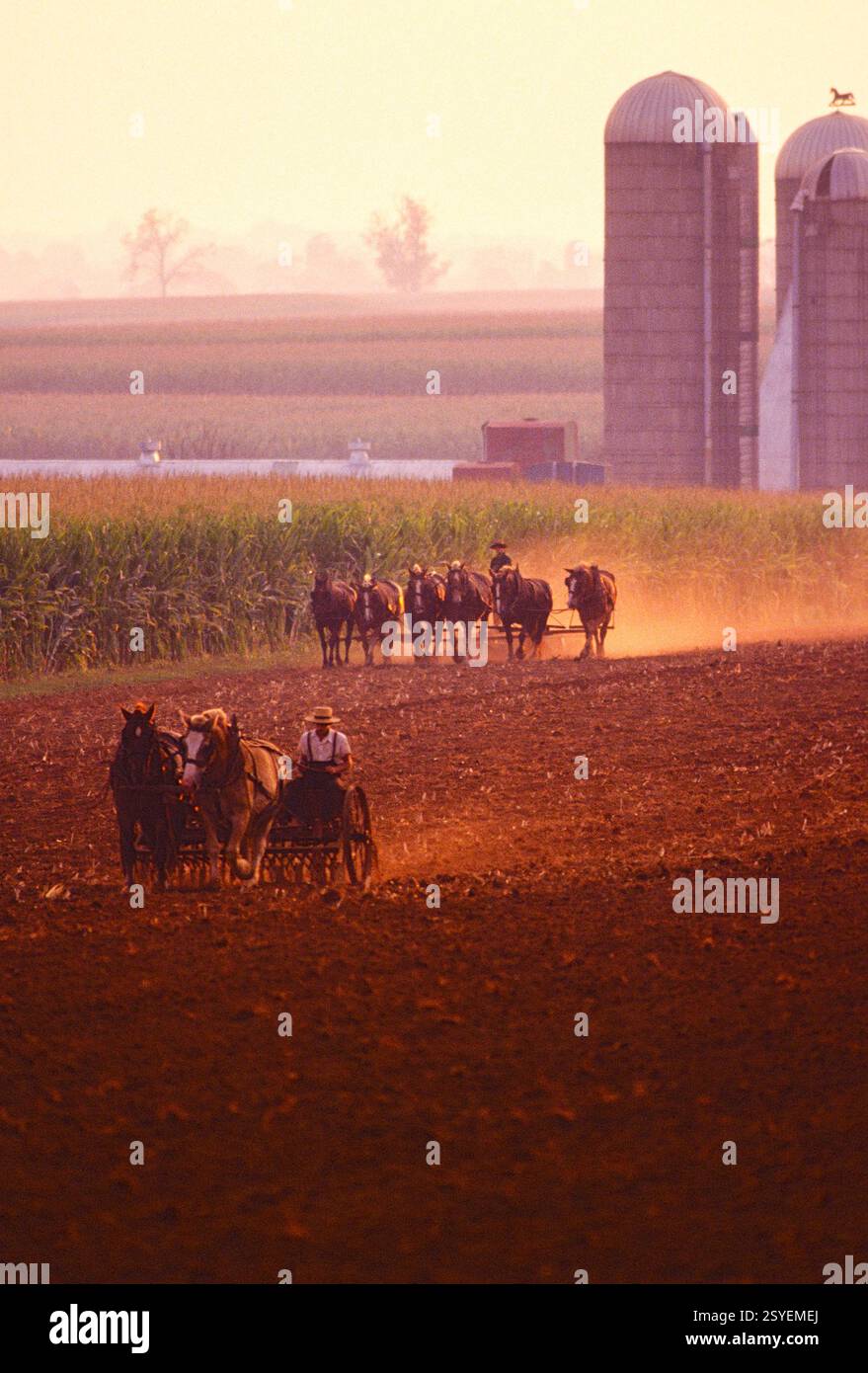 Horse & mule drawn farm wagons are used by the Amish to harvest hay ...
