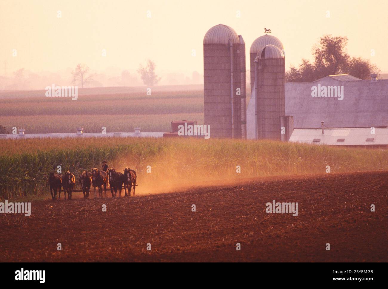Horse & mule drawn farm wagons are used by the Amish to harvest hay ...