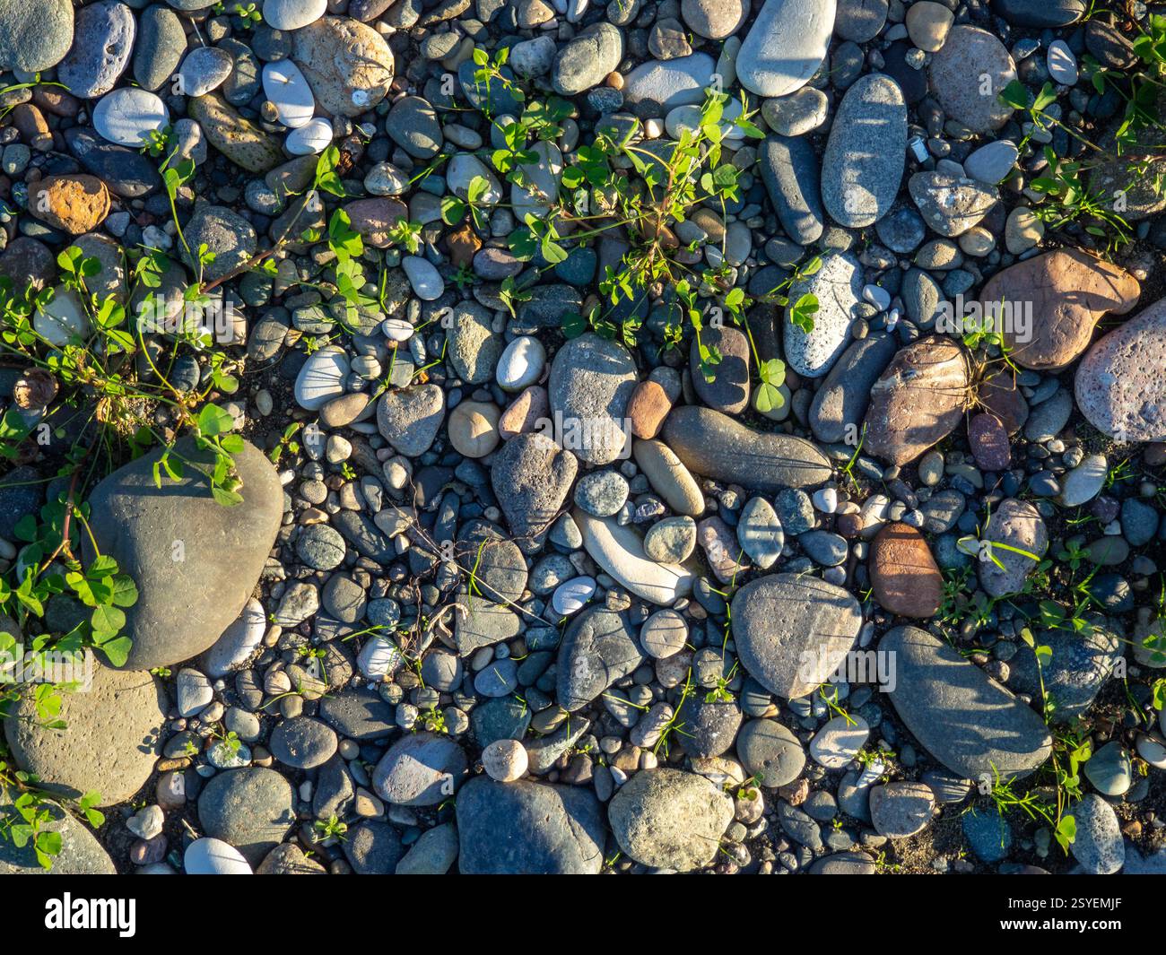 Pebble and plant background. Photo of sandy pebble soil. Underfoot ...