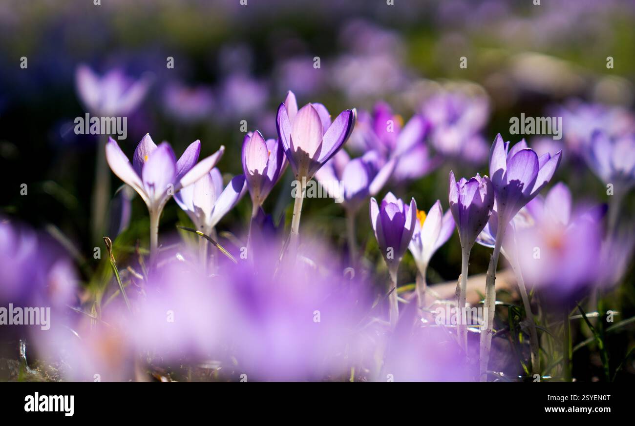 Berlin, Germany. 27th Feb, 2025. Crocuses (Crocus) in bloom on a sunny ...