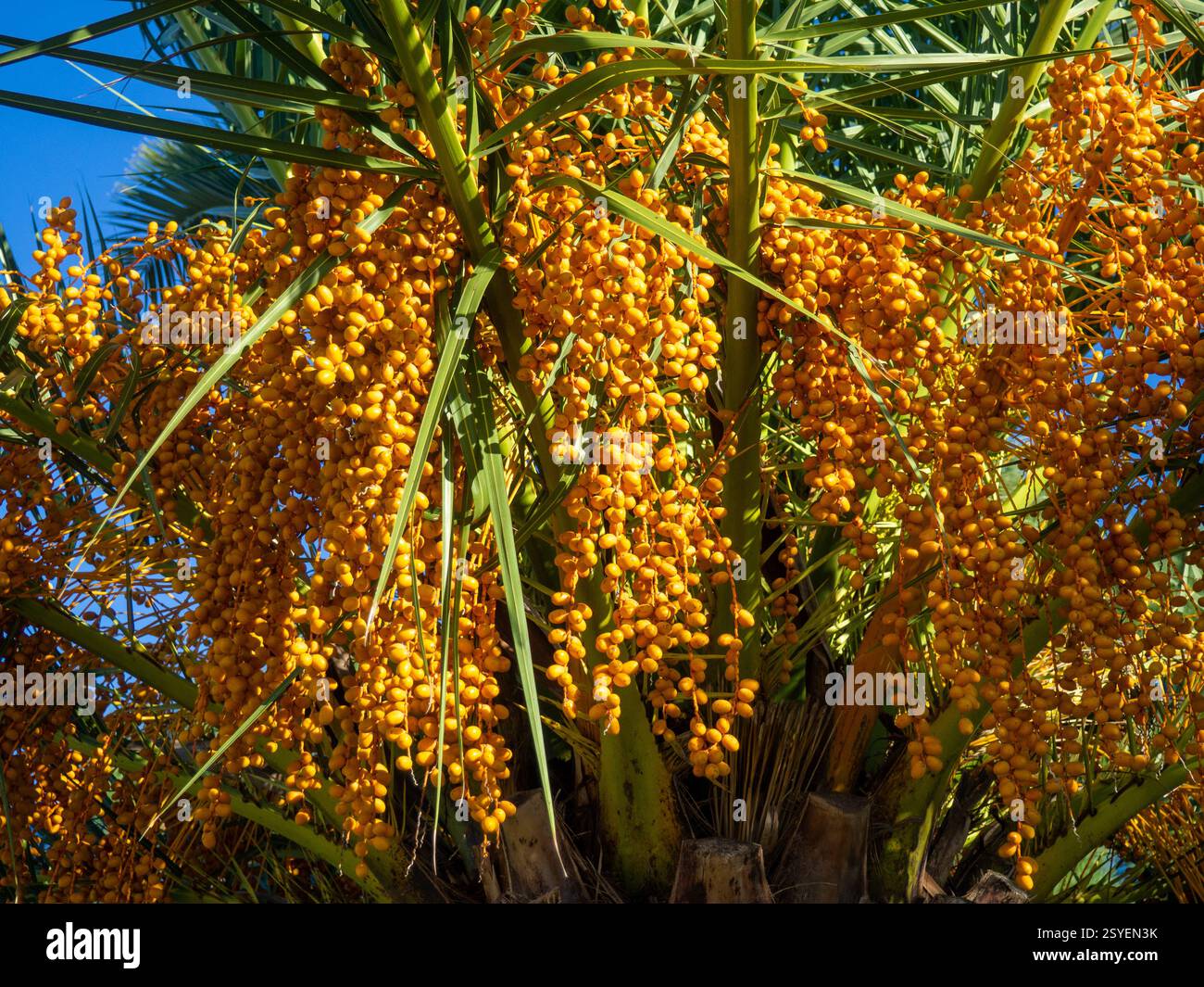 Butia palm berries. Edible berries. Palm fruits. Botany. Southern trees ...