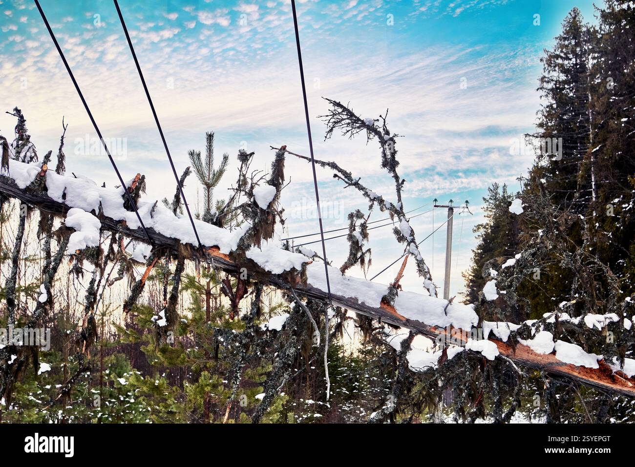 Fallen tree disrupts power lines visible in snow covered woodland ...