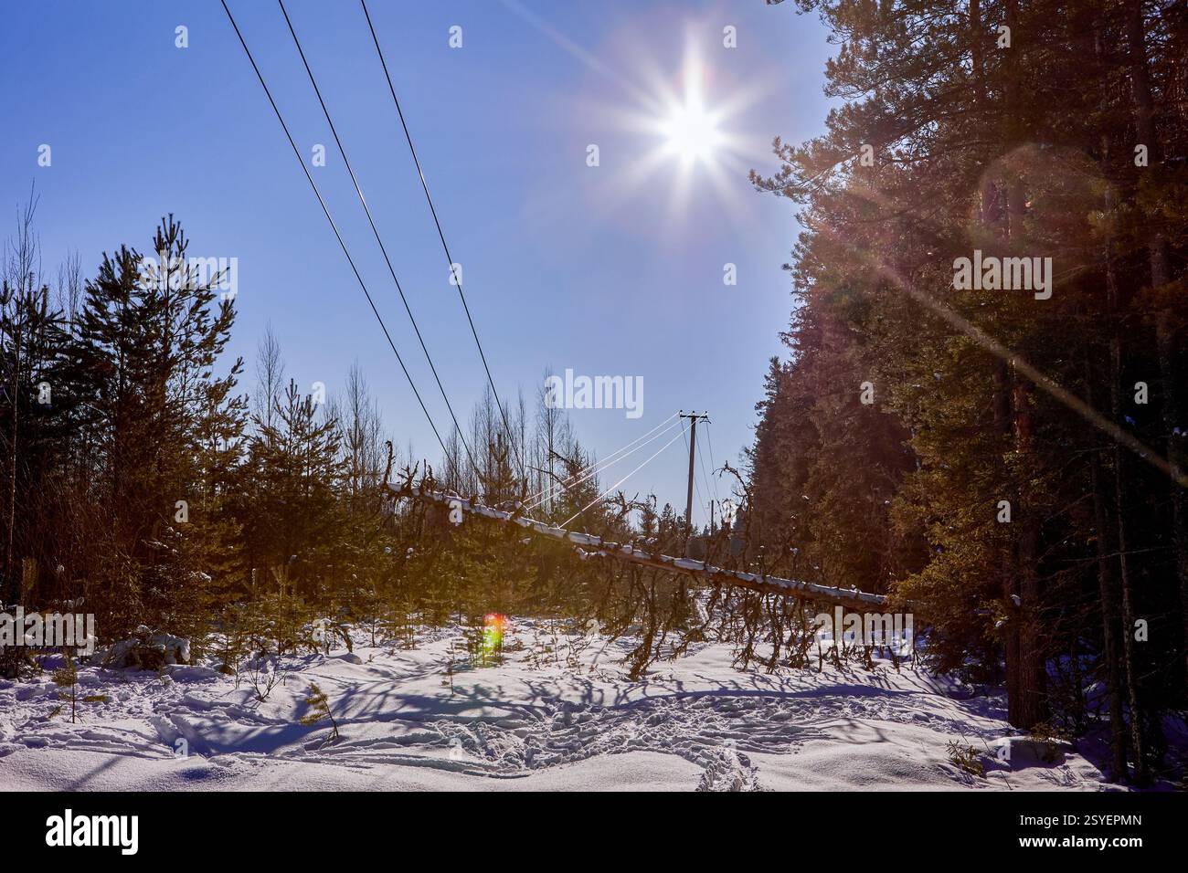 Rural electrical system disrupted tree failure brings high voltage ...
