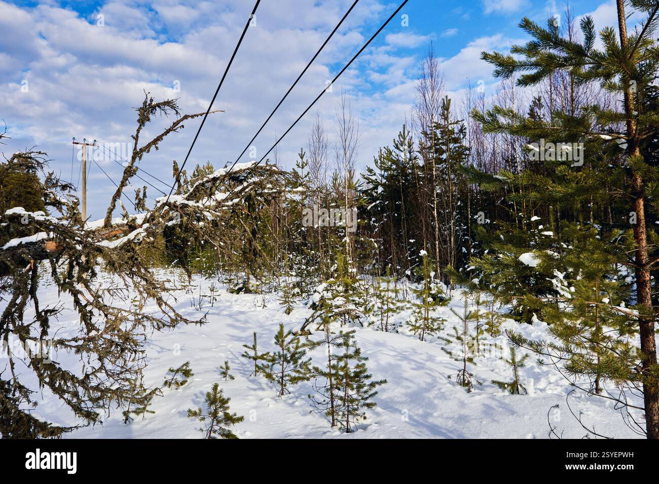 Tree impingement on high voltage lines poses electrical safety threat ...