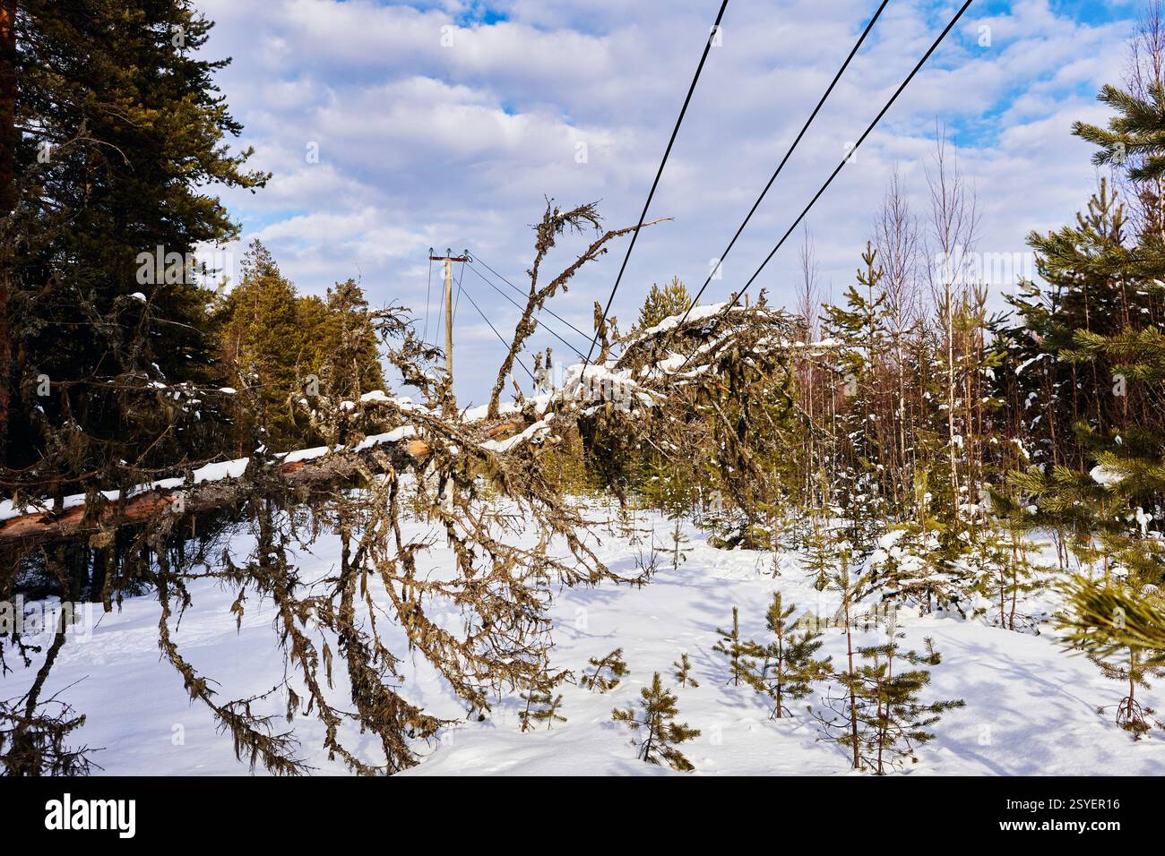 Fallen tree compromises conductors of high voltage transmission line in ...