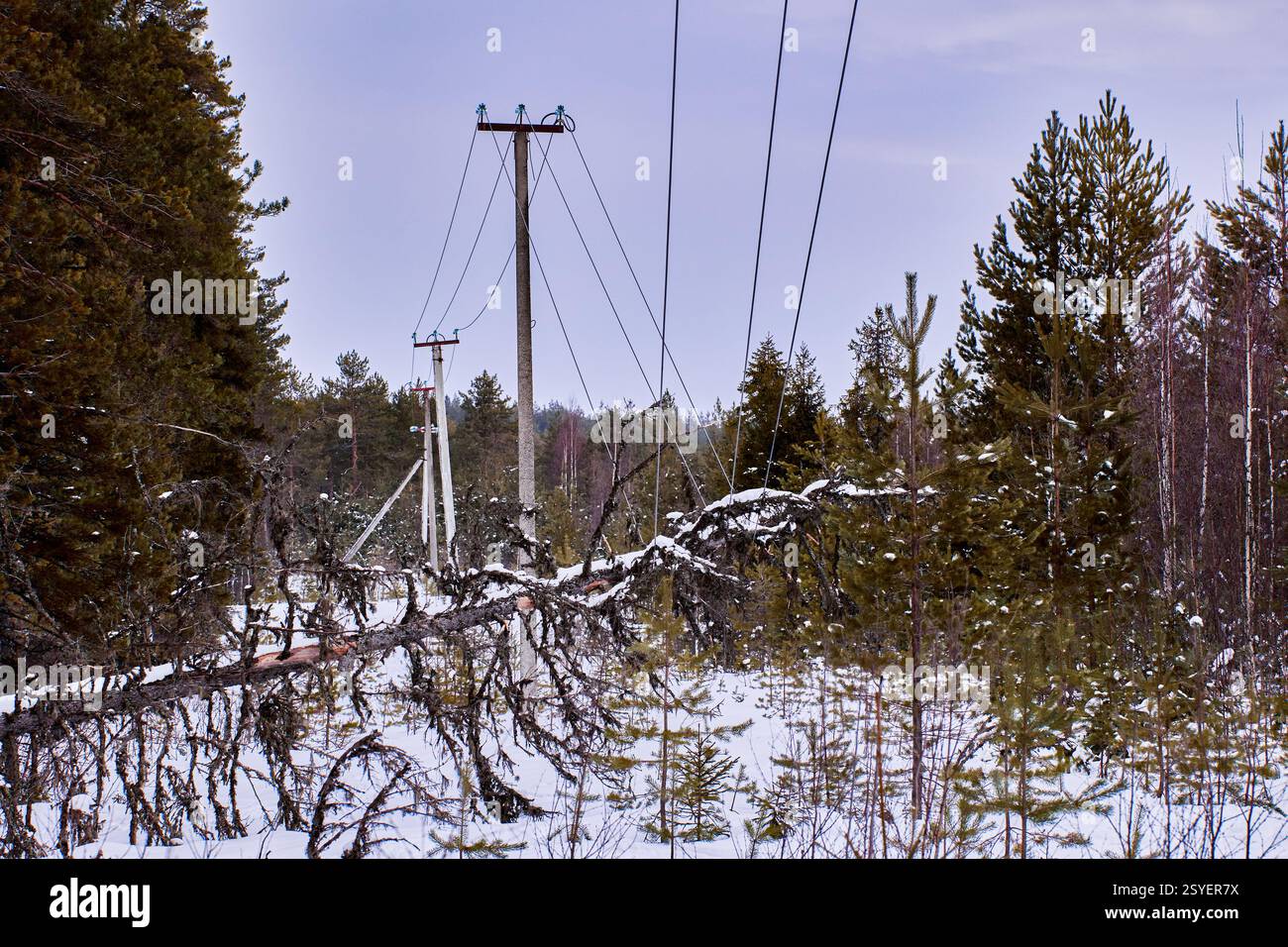 Dry pine tree fallen onto conductors of high voltage line pulls wires ...