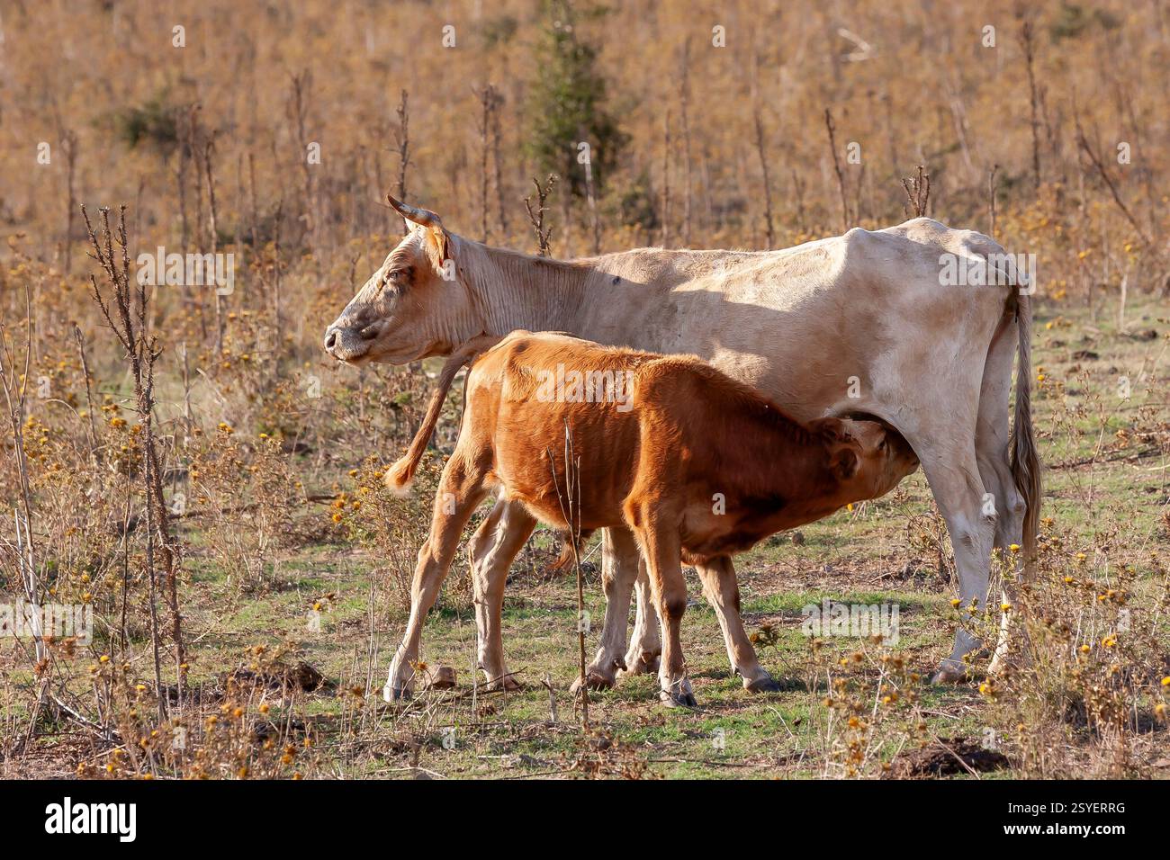 Corsicana is a French breed of cattle indigenous to the island of ...