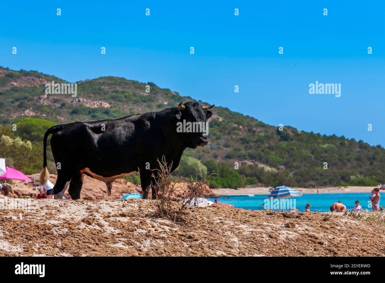 Corsican cow in countryside, corsica island, france. Corsicana is a ...