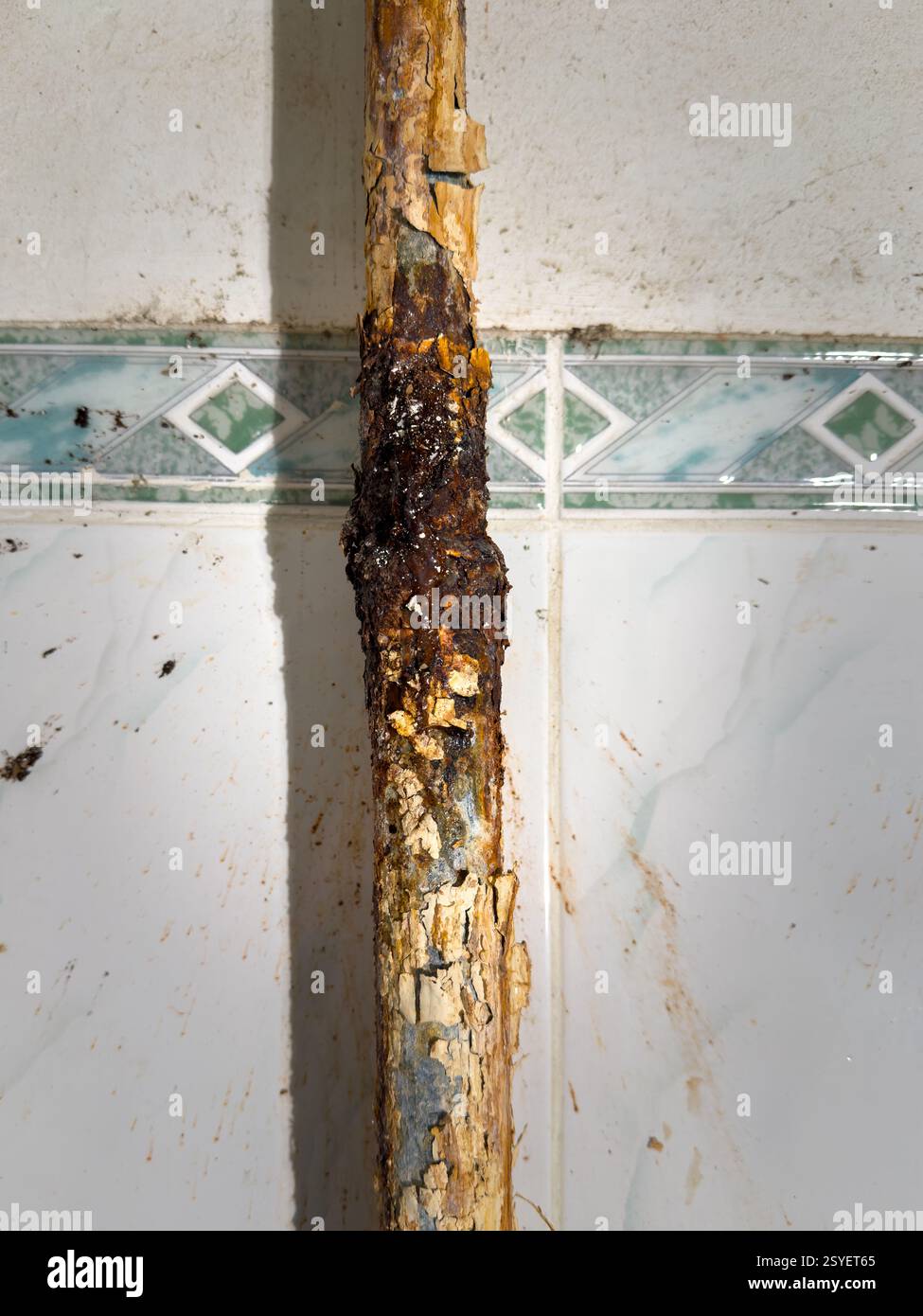 Closeup view of wood rot present at plumbing joints, which highlights ...