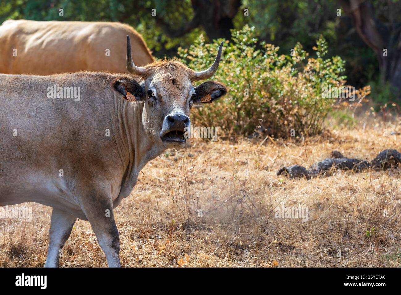 Corsicana is a French breed of cattle indigenous to the island of ...