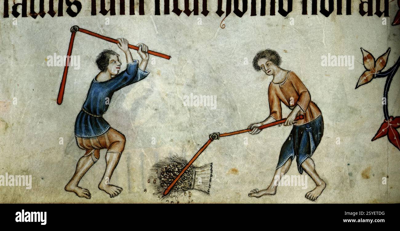 A marginal drawing of two men with flails threshing a bound sheaf of ...