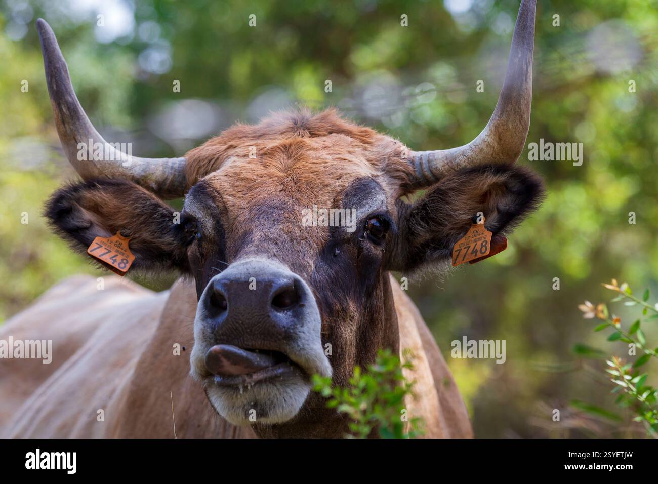Corsicana is a French breed of cattle indigenous to the island of ...