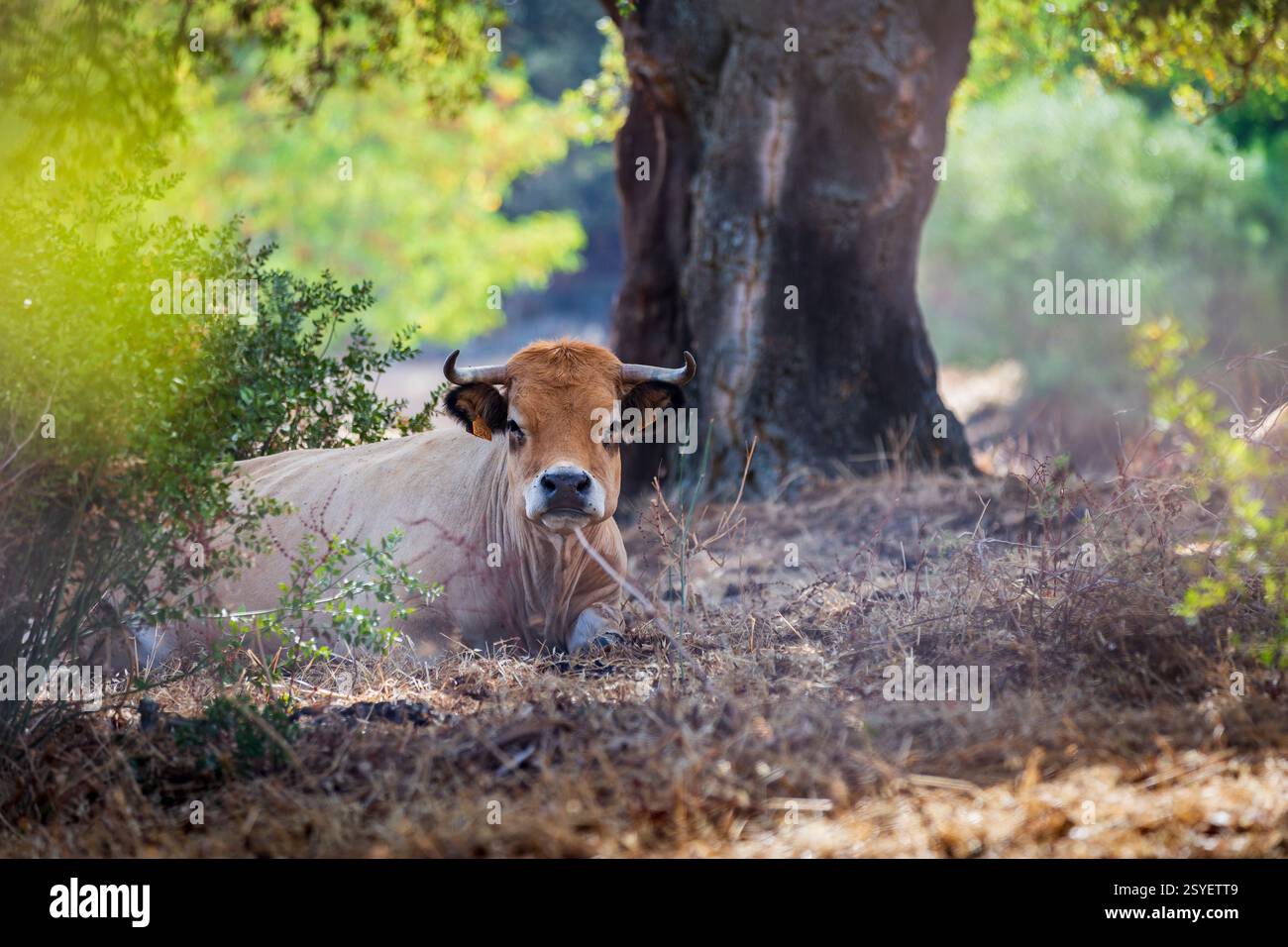 Corsicana is a French breed of cattle indigenous to the island of ...