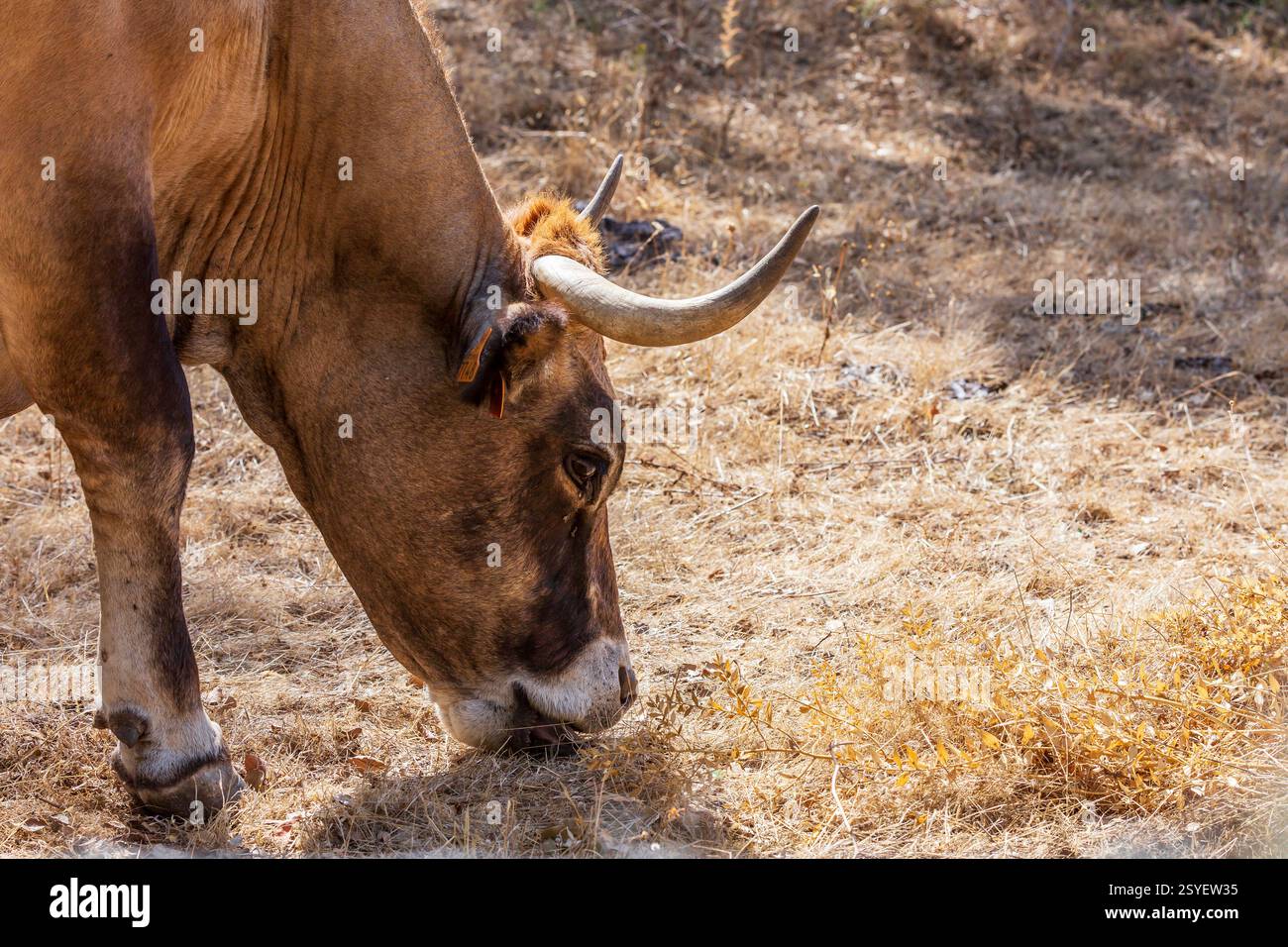 Corsicana is a French breed of cattle indigenous to the island of ...