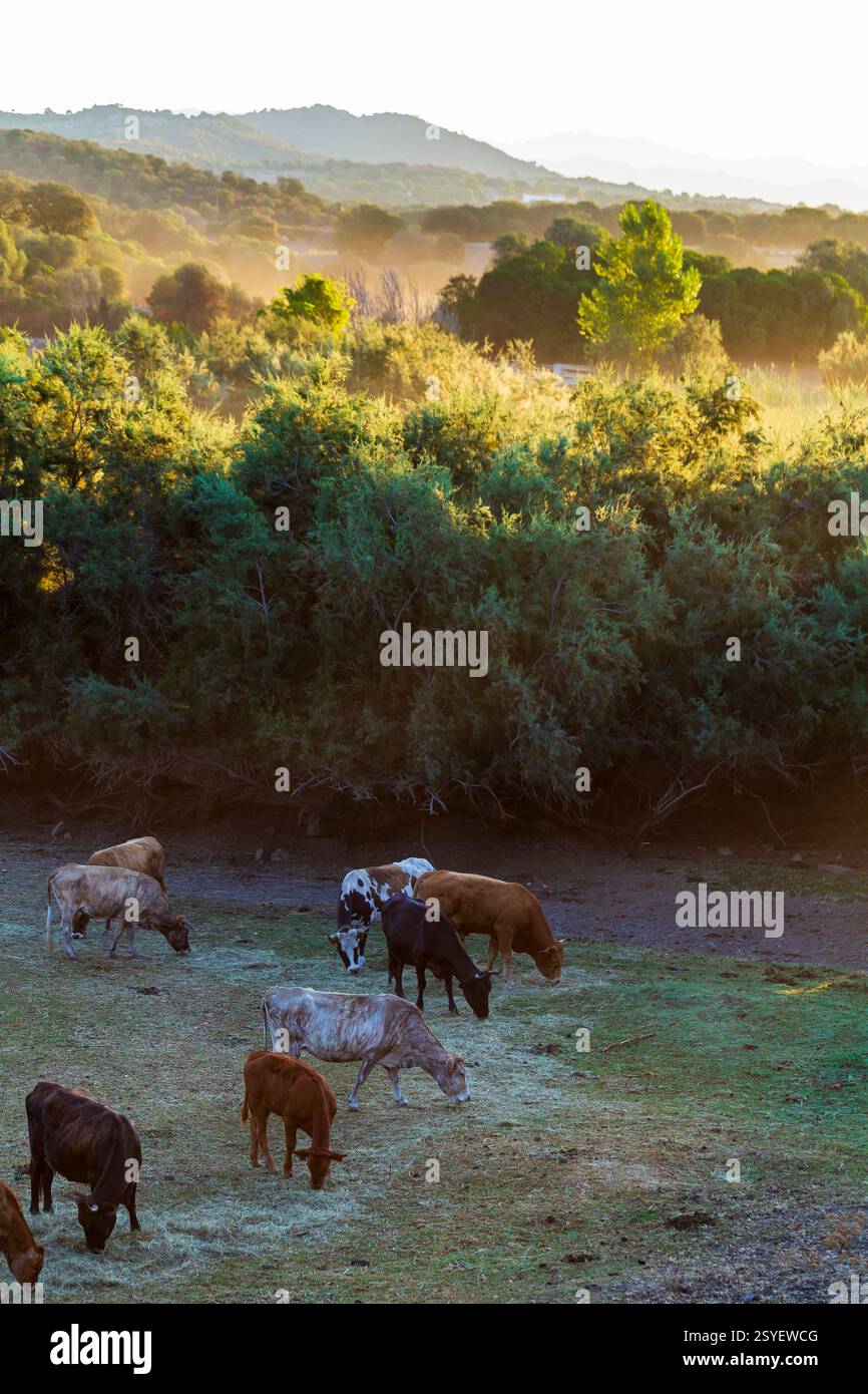 Corsicana is a French breed of cattle indigenous to the island of ...