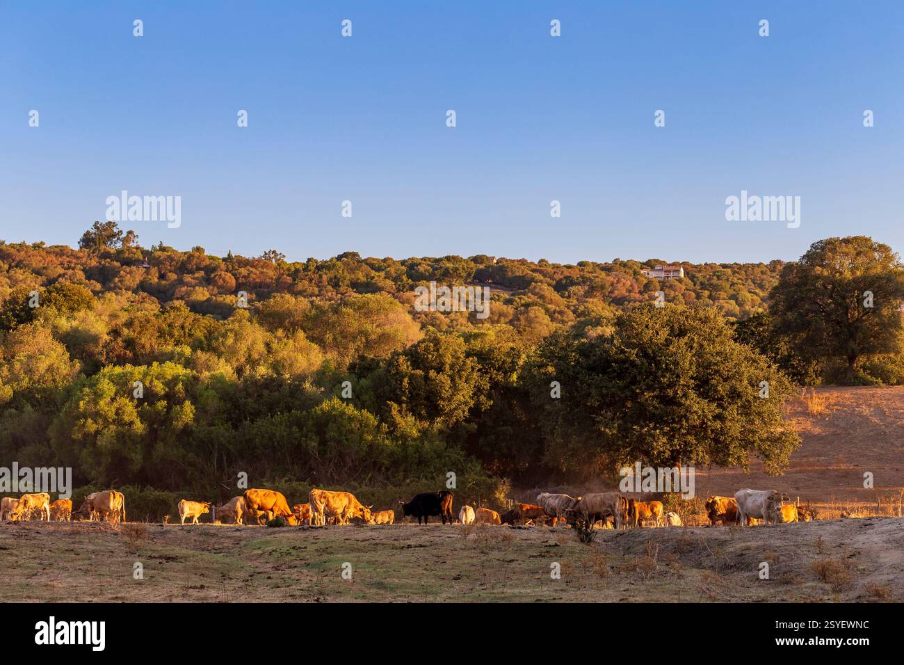 Corsicana is a French breed of cattle indigenous to the island of ...