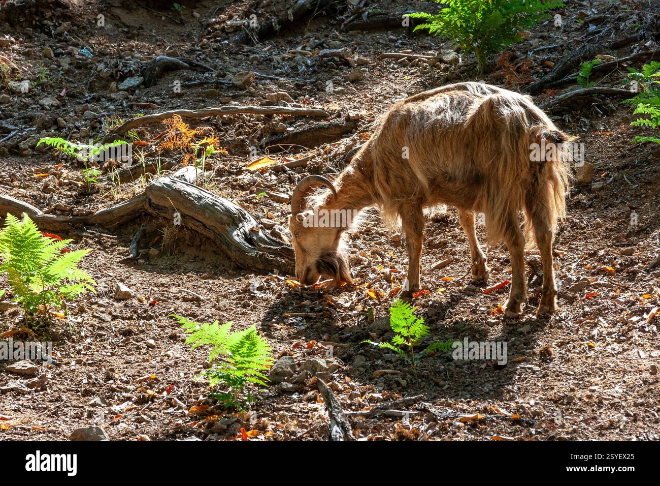 The Corsican goat (also known as Corse) breed from the French island of ...