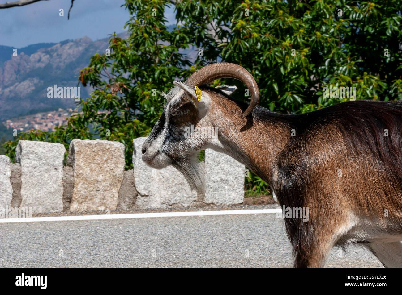 The Corsican goat (also known as Corse) breed from the French island of ...